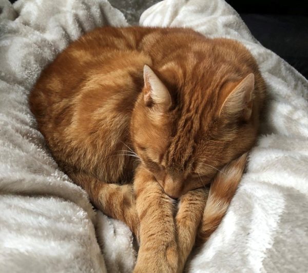 Rode kater Pip vermist - Digitaal dorpsplein van voor en door ...